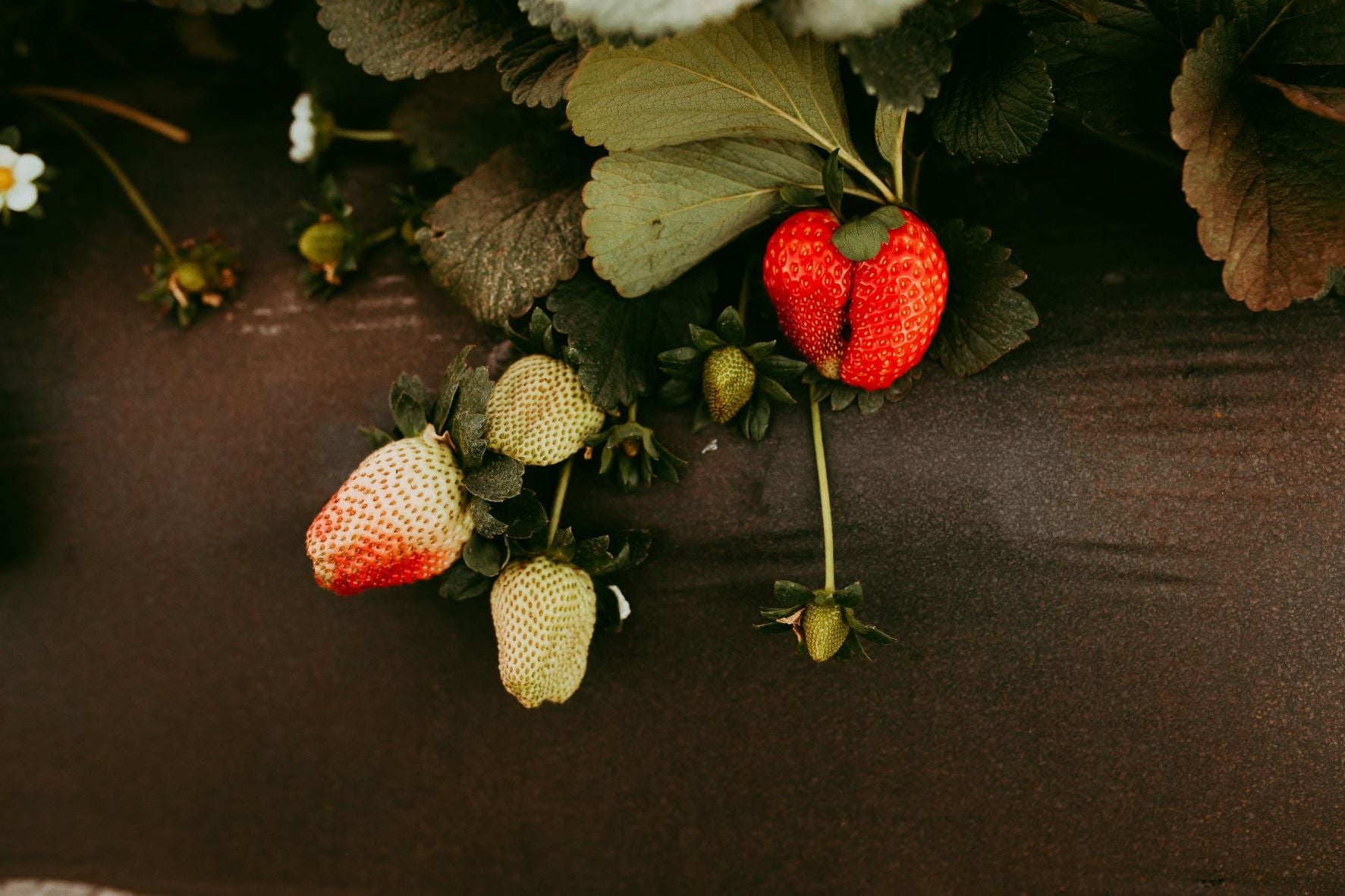 mick farm s upick strawberry field strawberry season november to may ...
